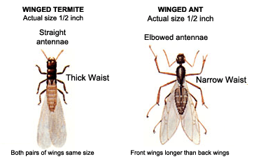Termite Control | Westchester, NY | Regal Pest Management