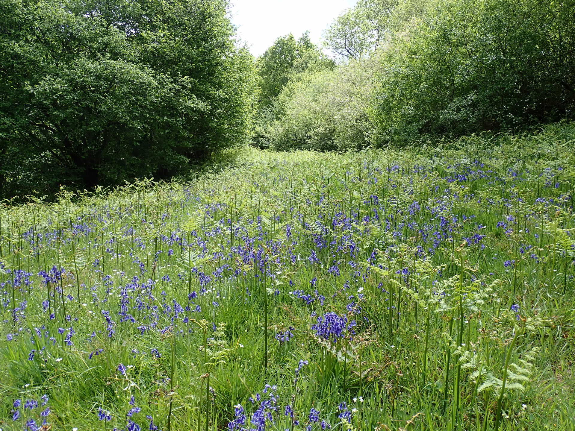 Wiltshire Botanical Society