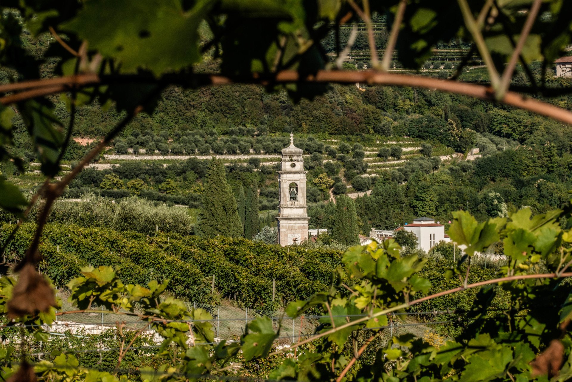 MeroniWines - Vini tradizionali della Valpolicella