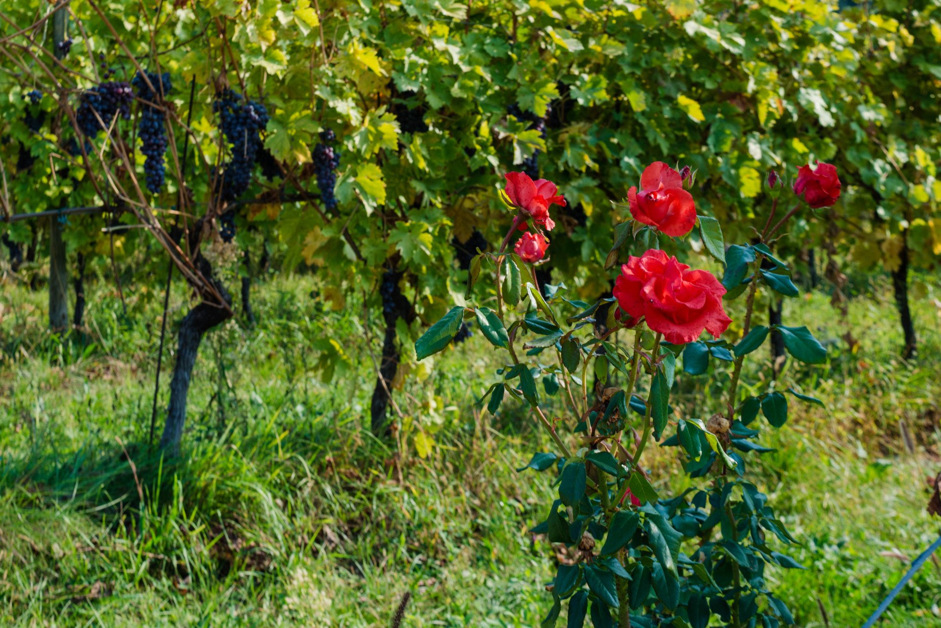 MeroniWines - Vini tradizionali della Valpolicella