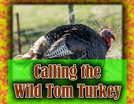 Calling the Wild Tom Turkey