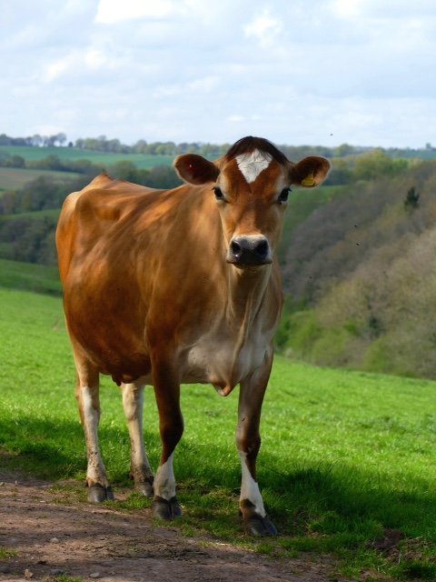 Brookes Dairy, delicous artisan Welsh Ice Cream