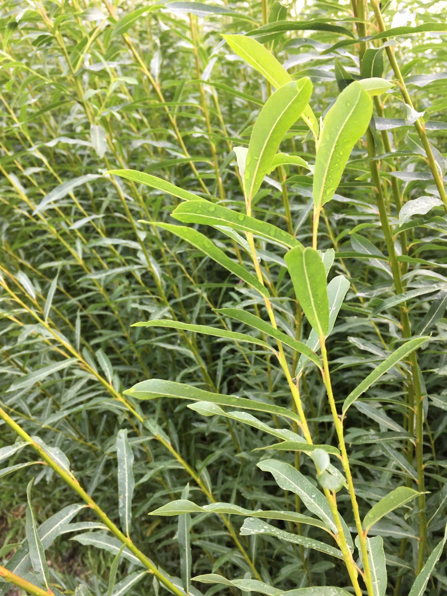 Willow Varieties | Yorkshire Willow