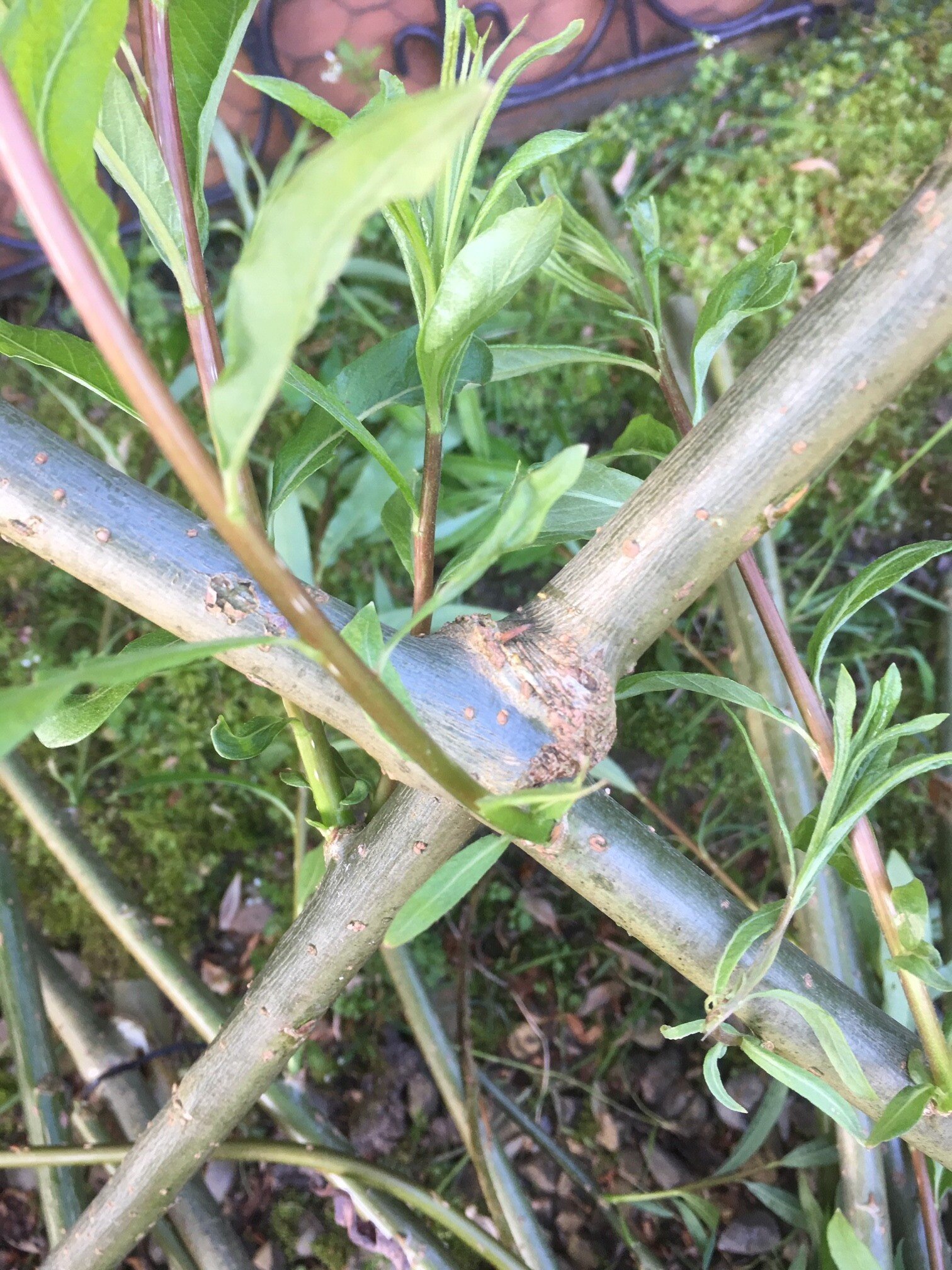 Sale of Willow Cuttings Willow Rods and Living Willow Structures