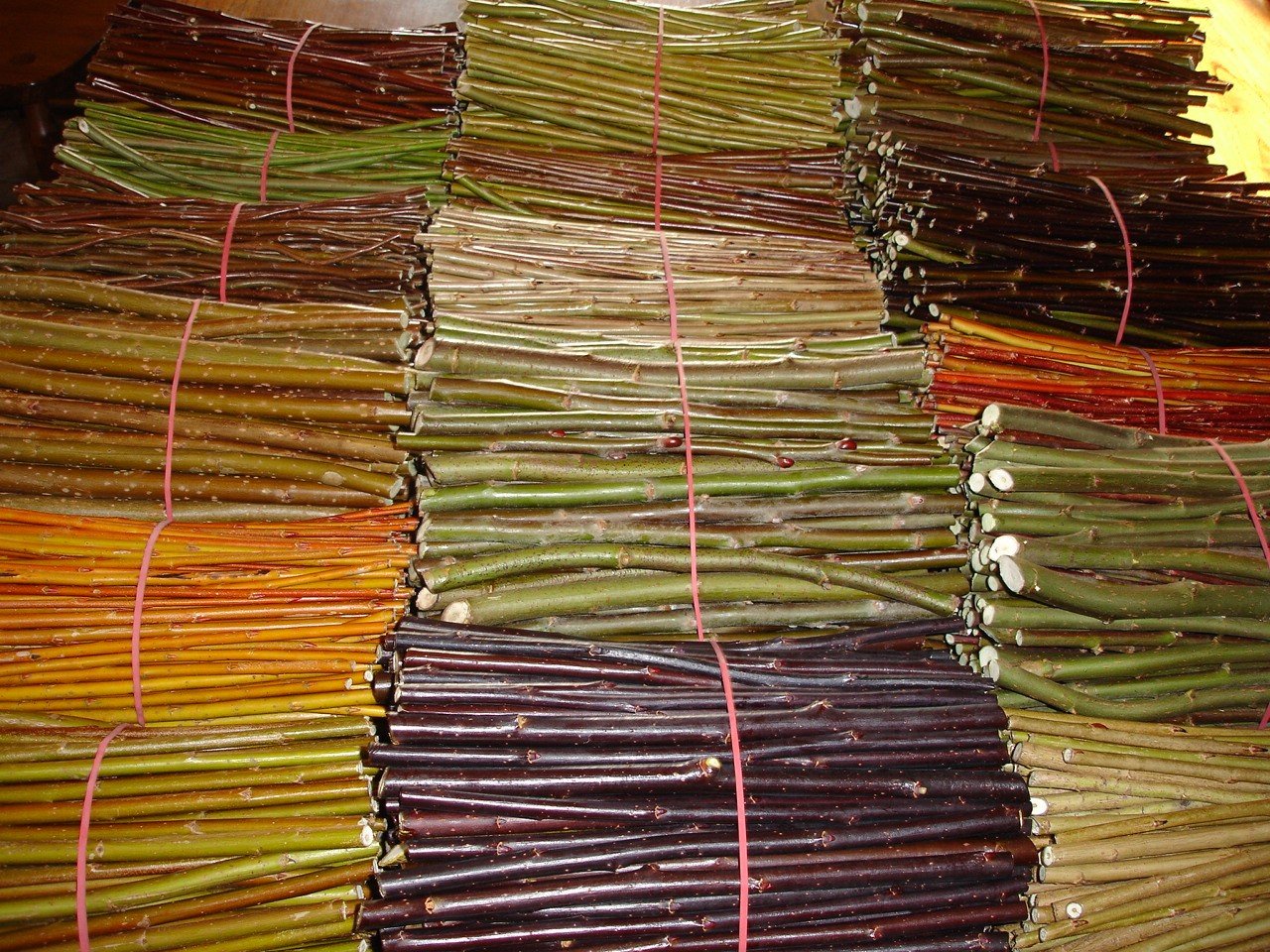 Sale of Willow Cuttings Willow Rods and Living Willow Structures