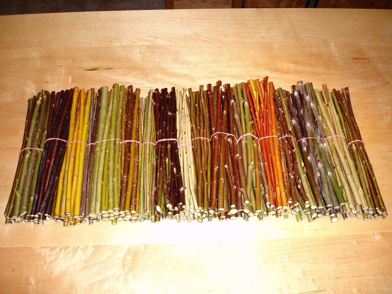 Willow Varieties | Yorkshire Willow