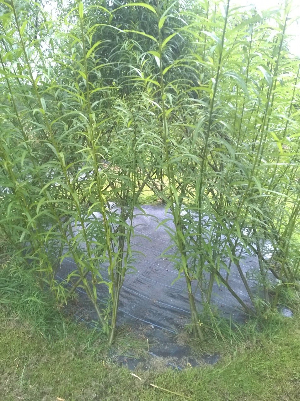 Willow Planting & Maintenance | Yorkshire Willow