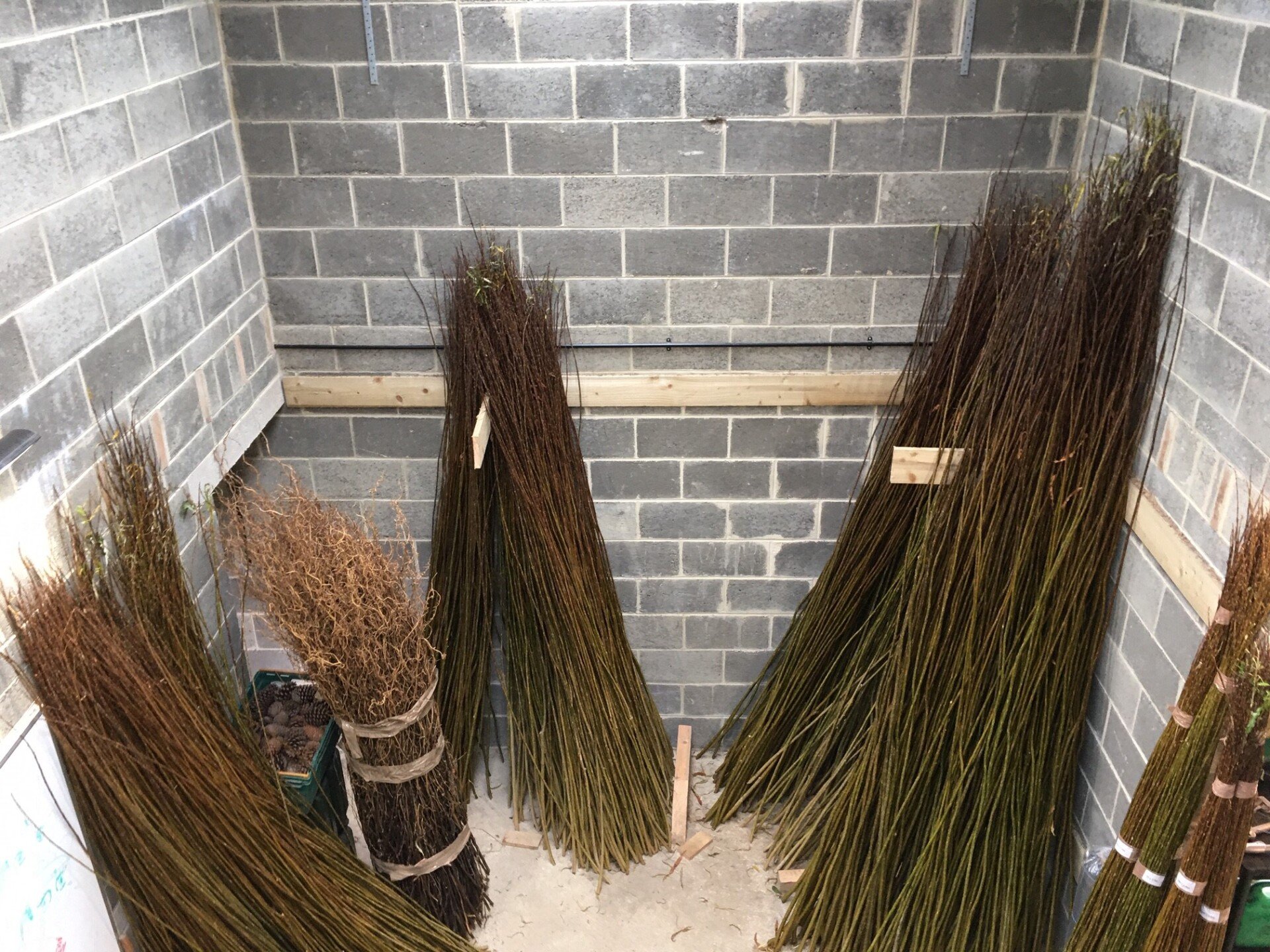 Willow for Sale, Willow Rods, Whips, Withies , Sticks