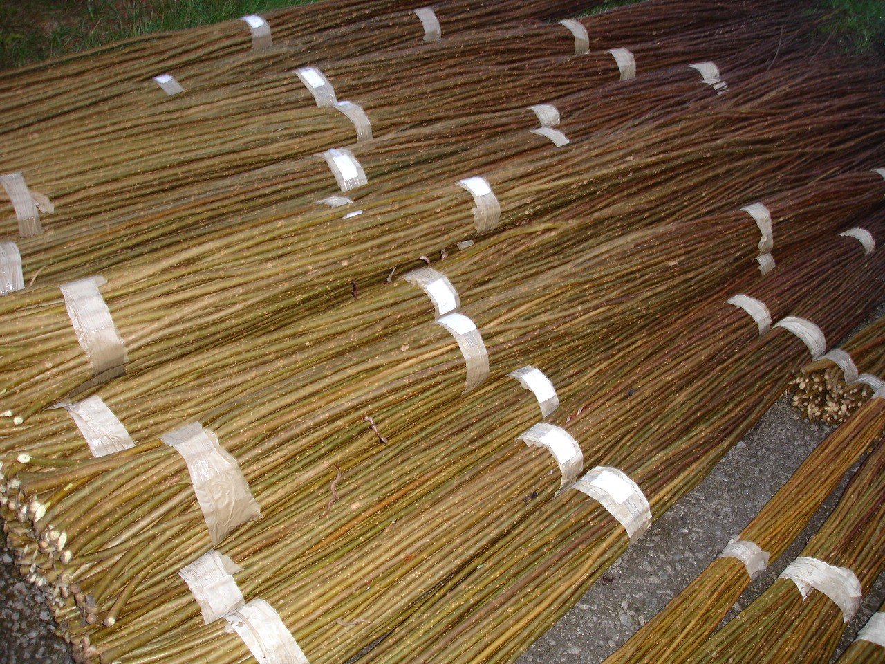 Willow for Sale, Willow Rods, Whips, Withies , Sticks