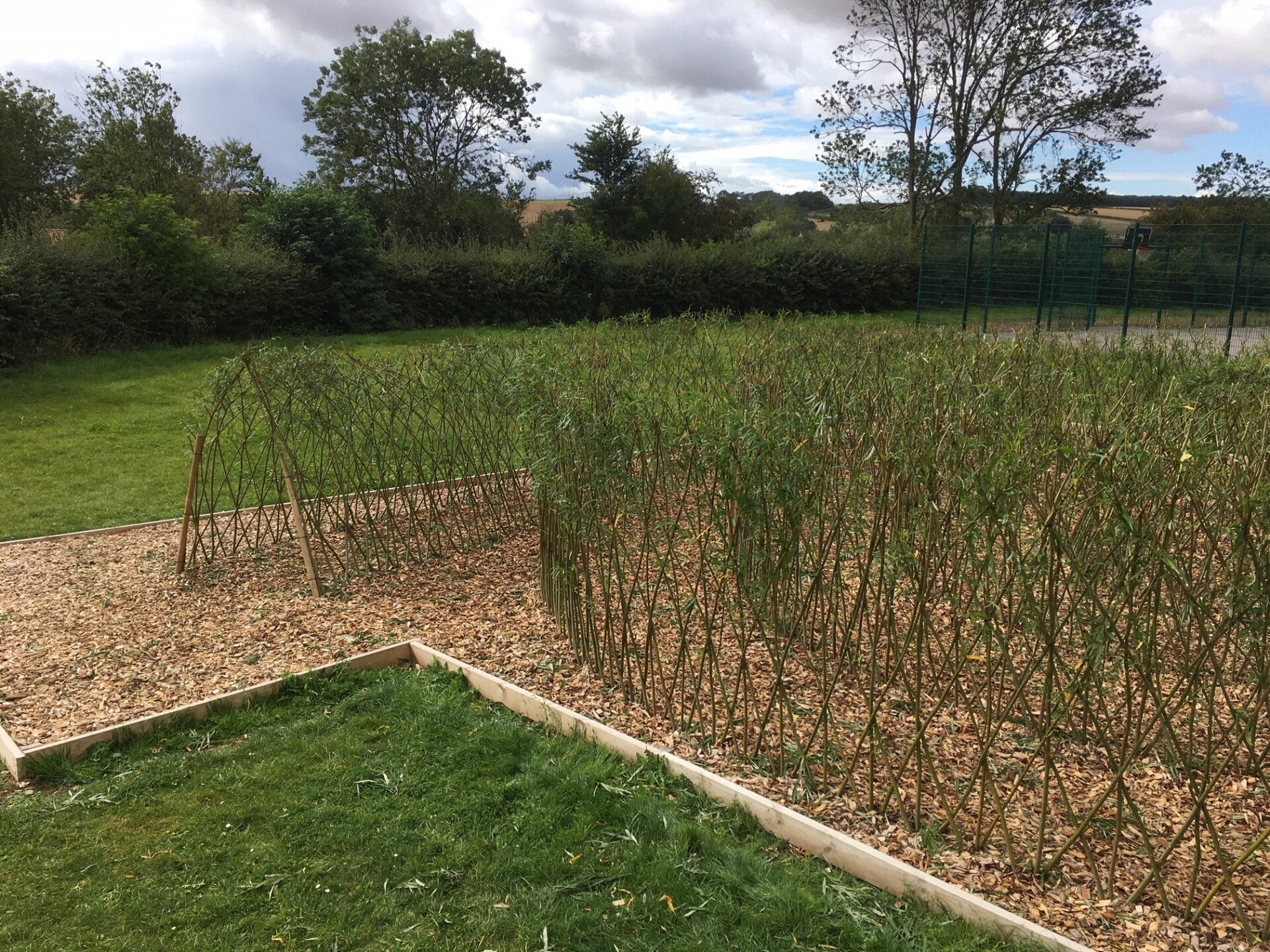 Living Willow Structures, Willow Tunnel, Willow Wigwam, Willow Dome