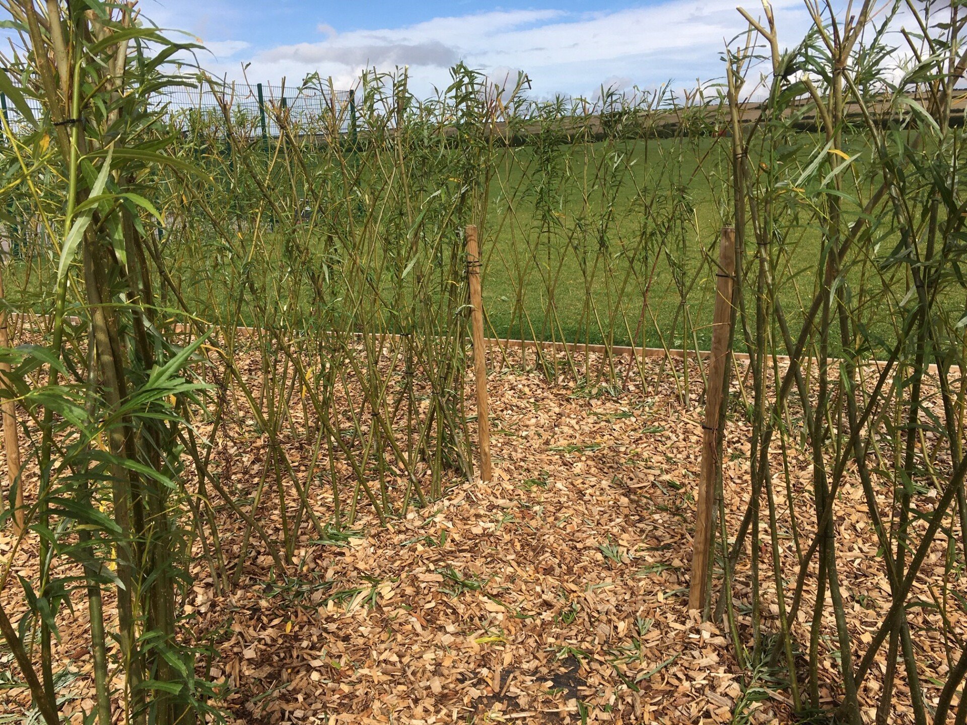 Willow Planting & Maintenance | Yorkshire Willow