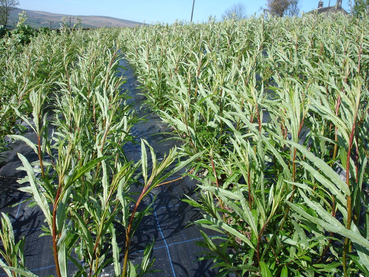 Willow Screening | Living Willow Fence & Willow Wall