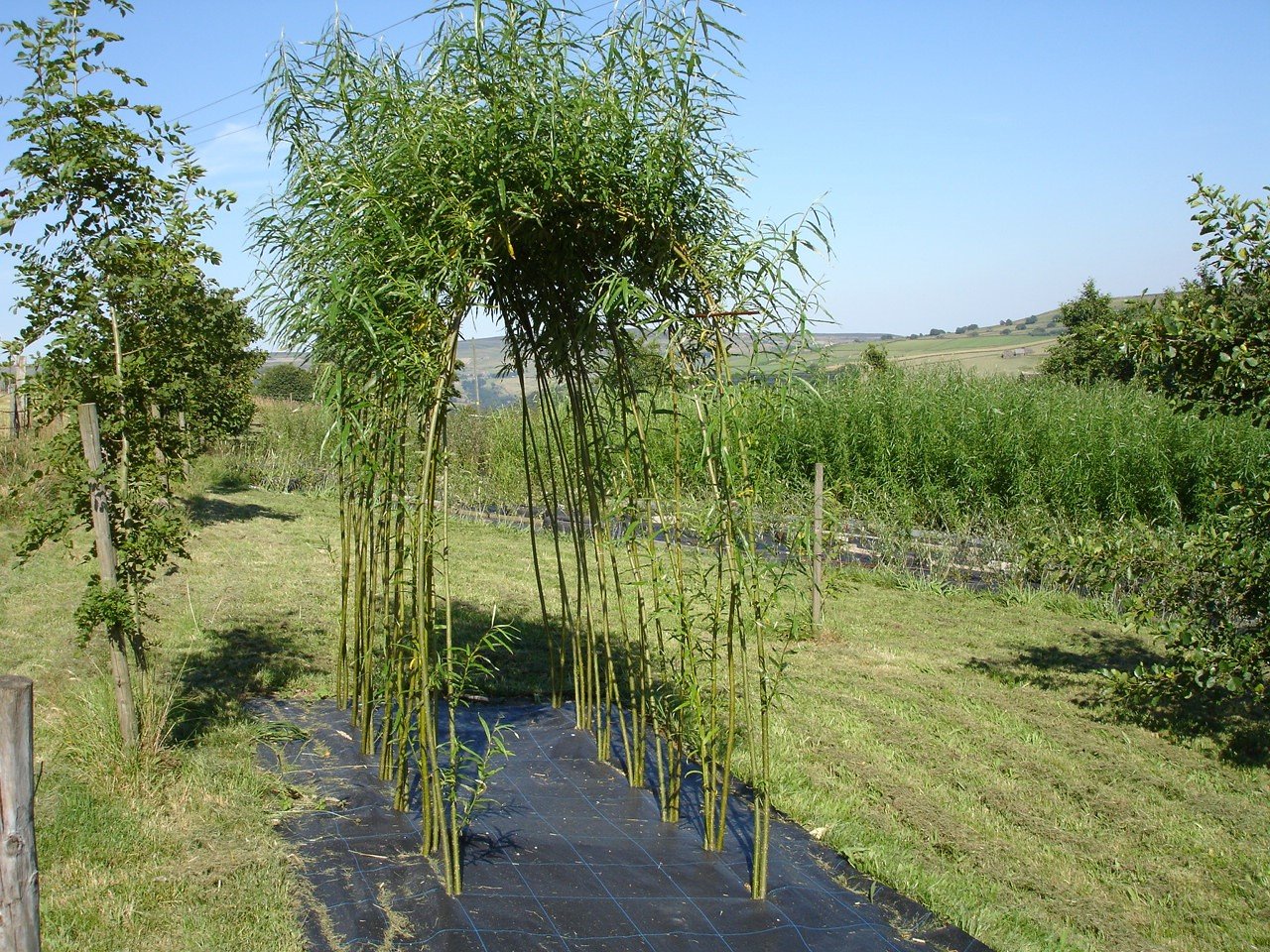 Living Willow Structures, Willow Tunnel, Willow Wigwam, Willow Dome