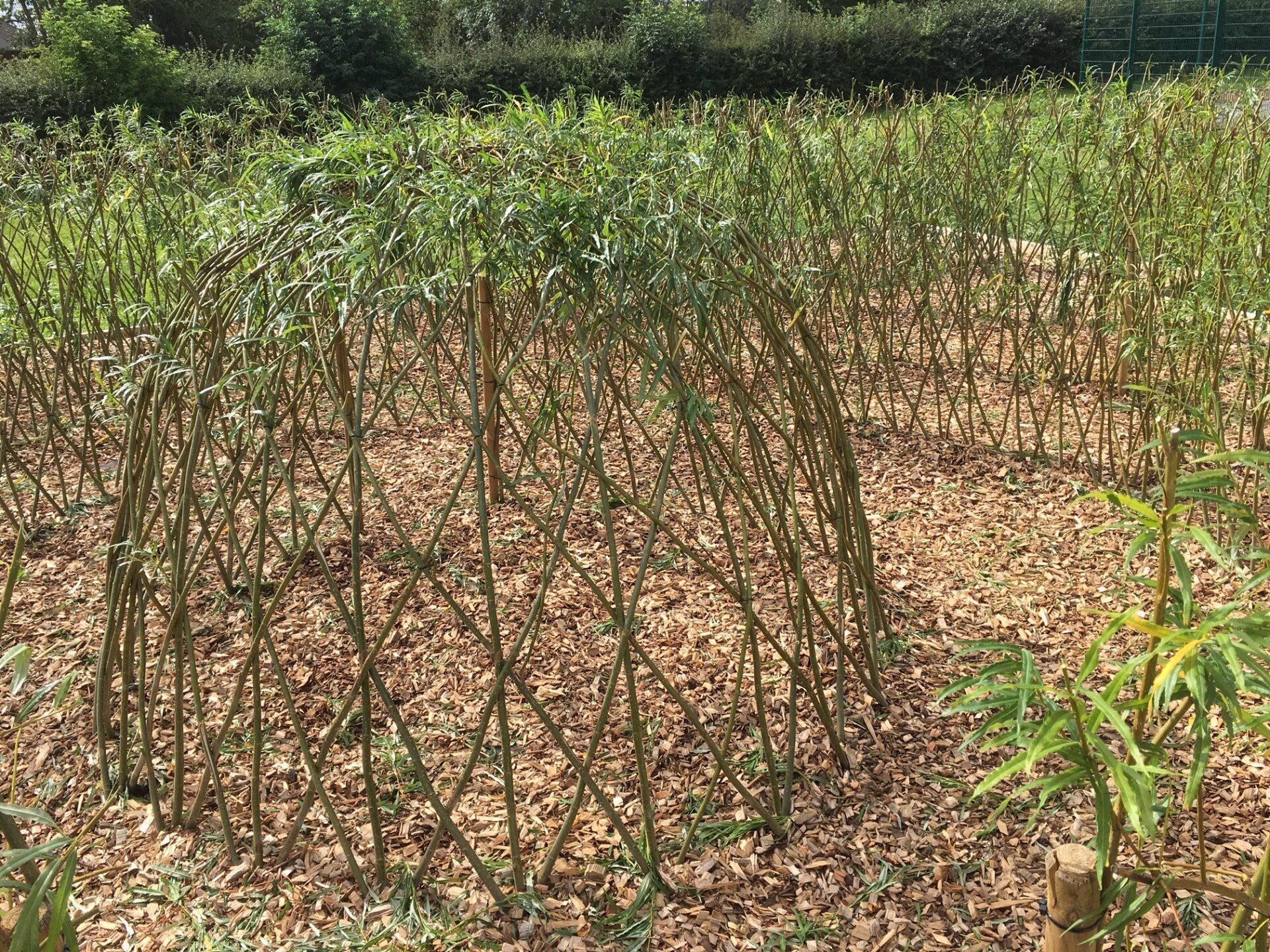 Living Willow Structures, Willow Tunnel, Willow Wigwam, Willow Dome