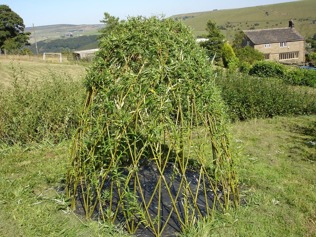 Living Willow Structures, Willow Tunnel, Willow Wigwam, Willow Dome