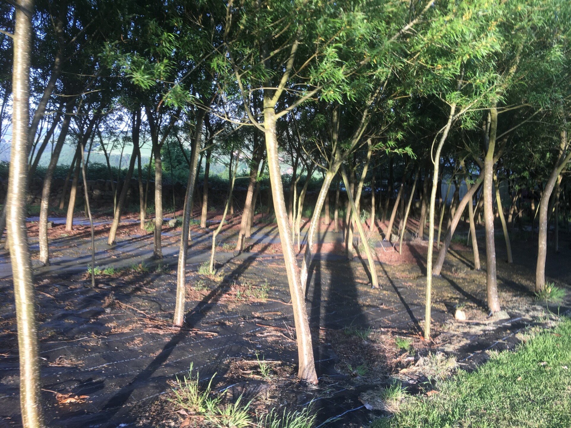 Sale of Willow Cuttings Willow Rods and Living Willow Structures
