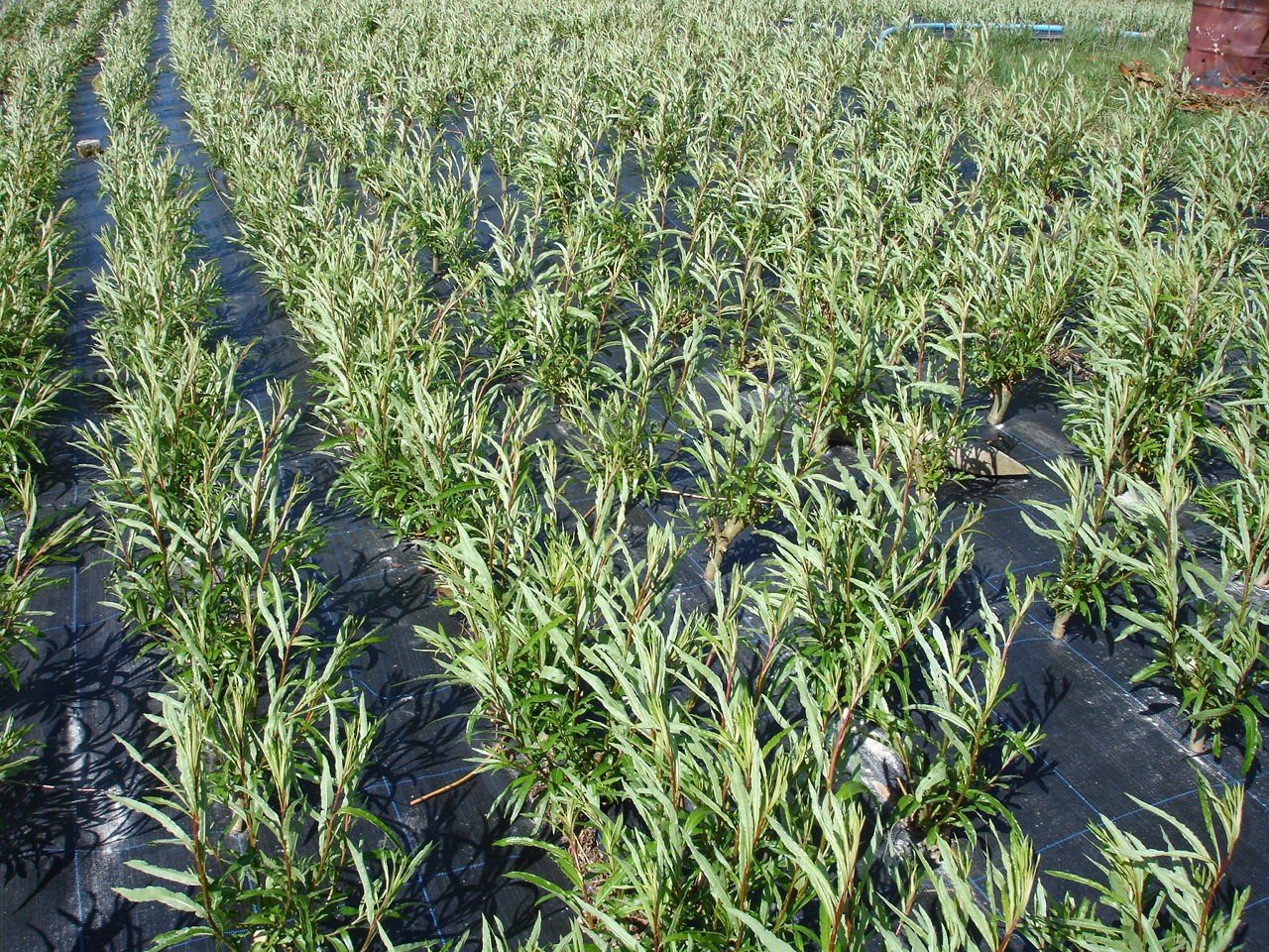 Willow Planting & Maintenance | Yorkshire Willow