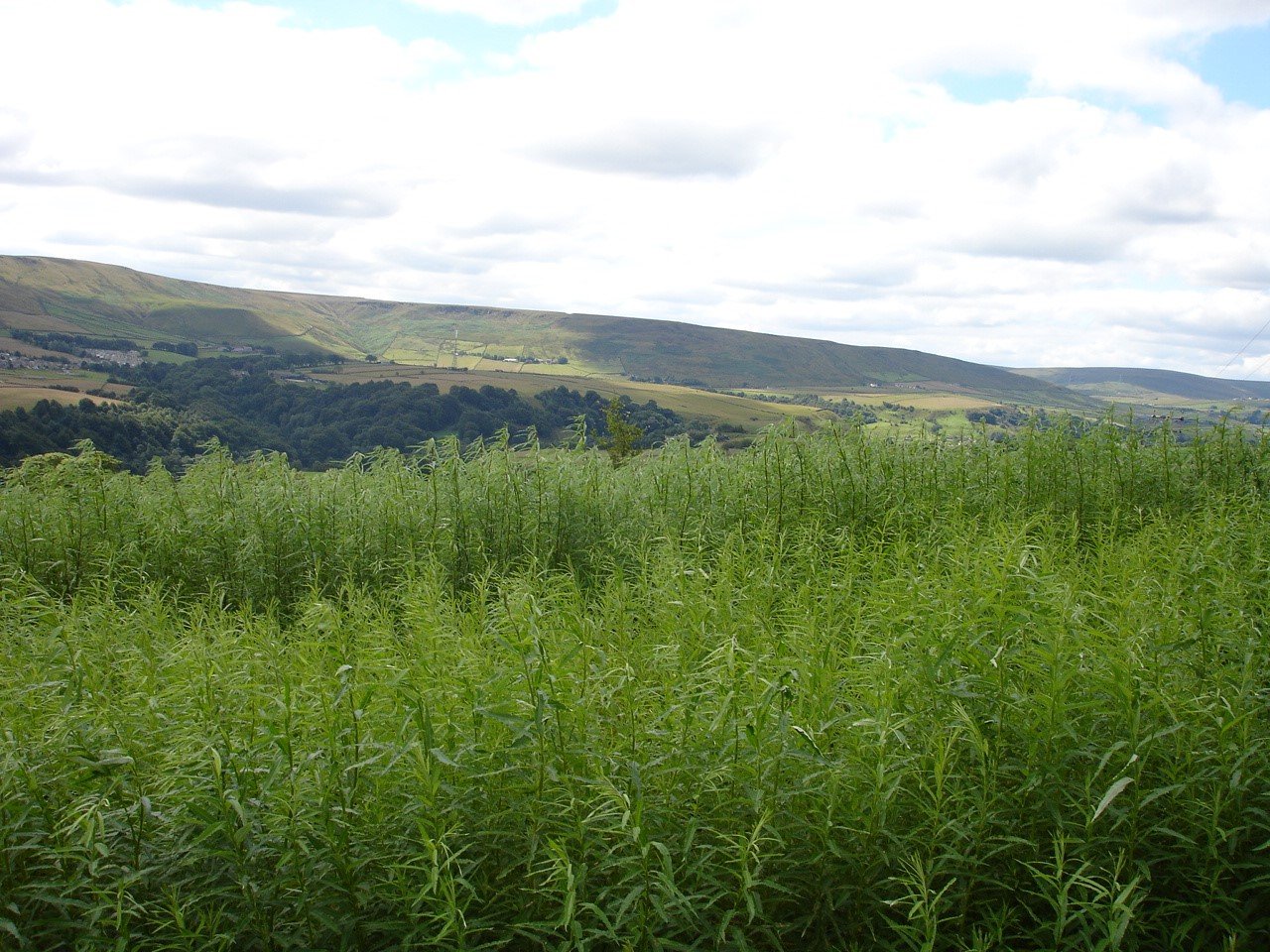 Willow Screening | Living Willow Fence & Willow Wall