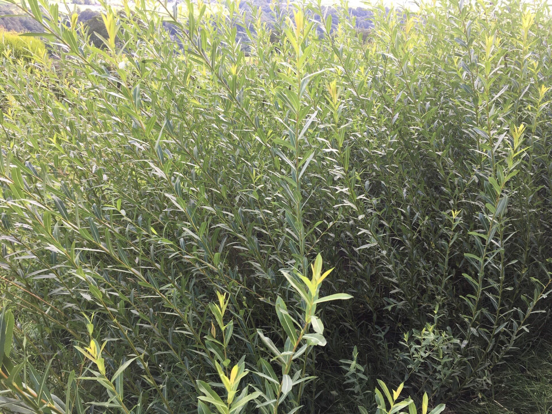 Sale of Willow Cuttings Willow Rods and Living Willow Structures