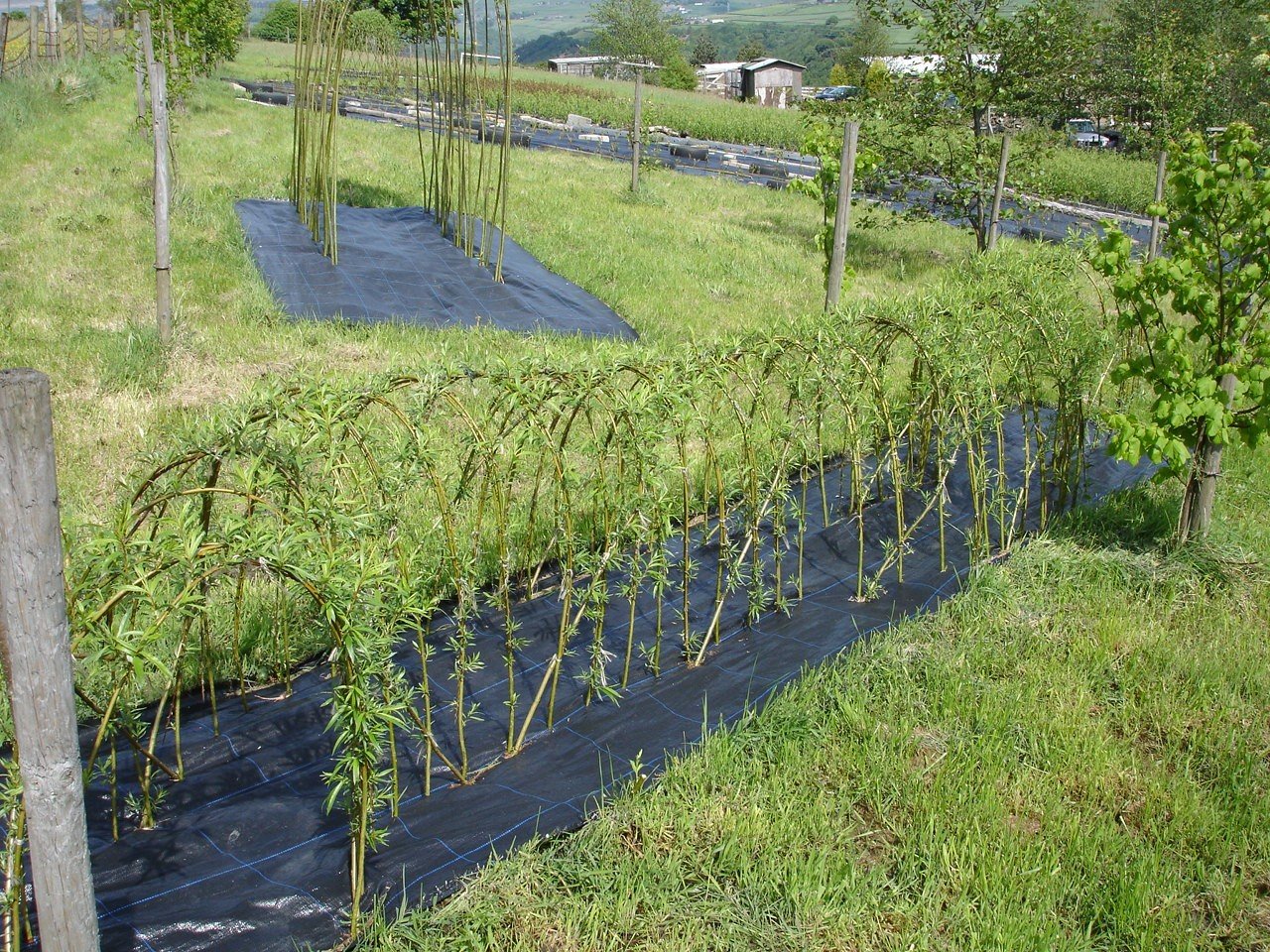 Living Willow Structures, Willow Tunnel, Willow Wigwam, Willow Dome