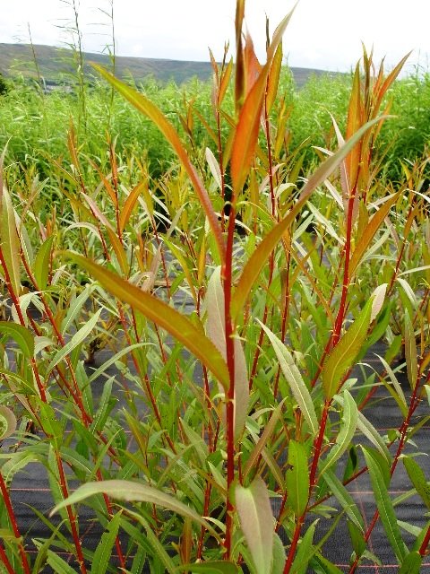 Willow Varieties | Yorkshire Willow