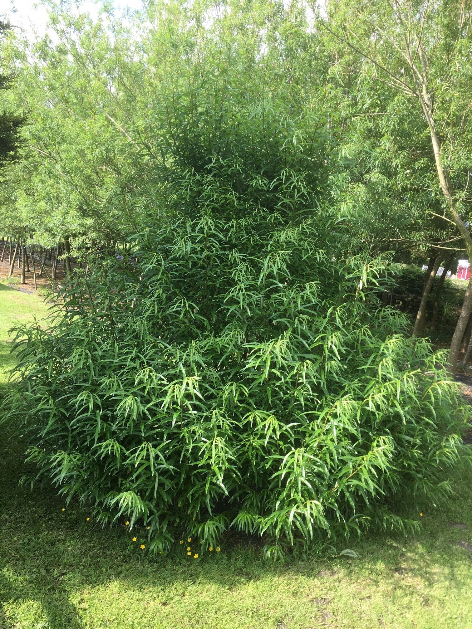 Living Willow Structures, Willow Tunnel, Willow Wigwam, Willow Dome