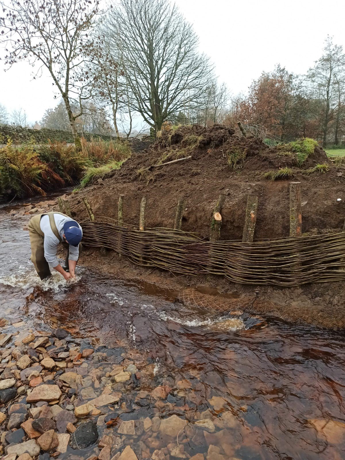 Willow Spiling Riverbank Stabilisation