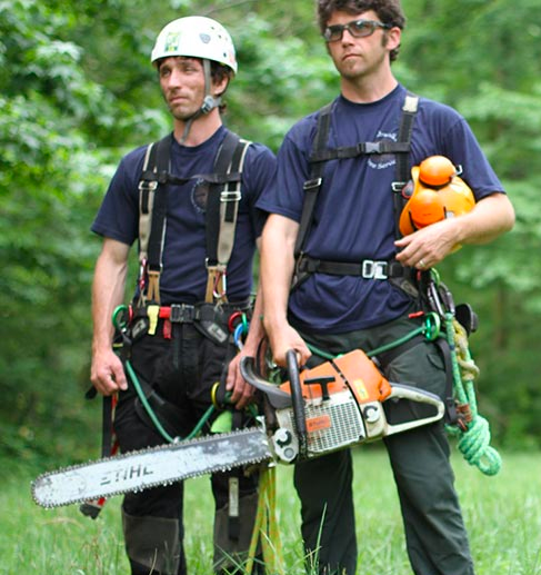 Limbwalker Tree Service - Louisville Arborists