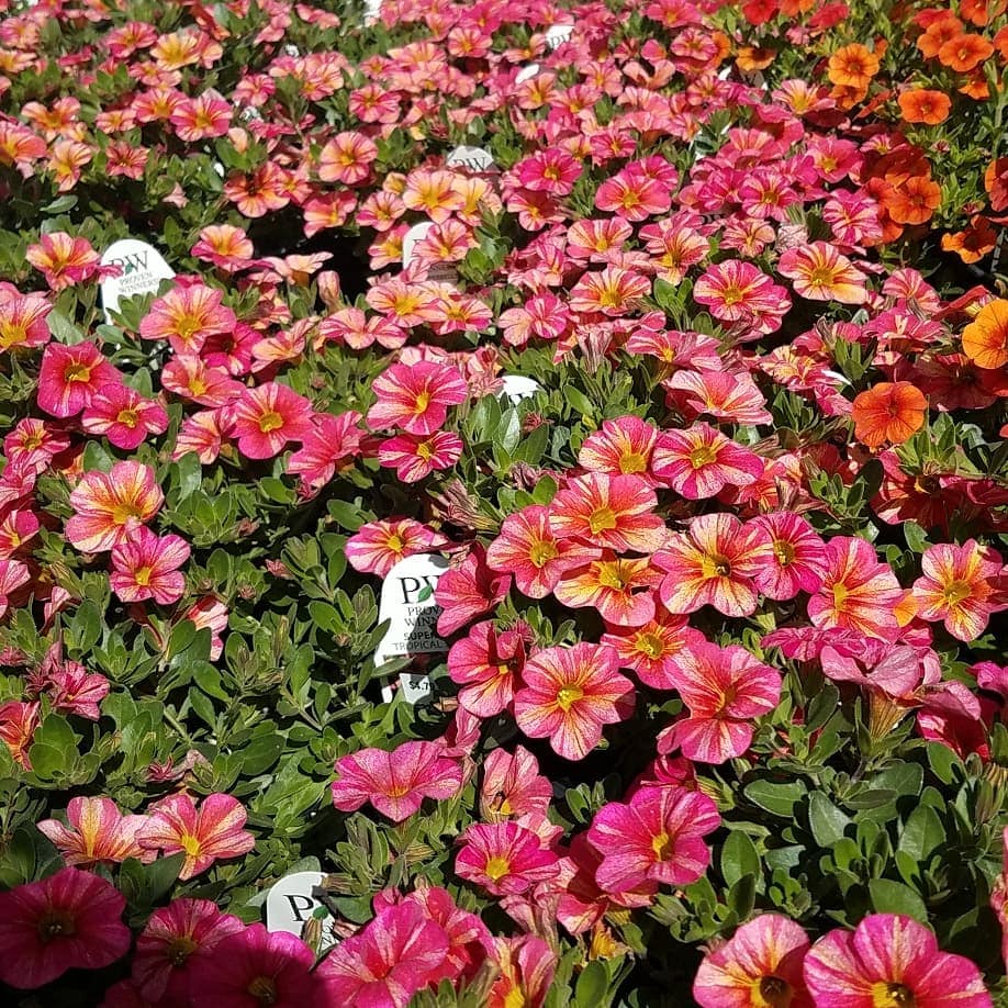 Gallery | Cherry Valley Gardens | Middleville, MI