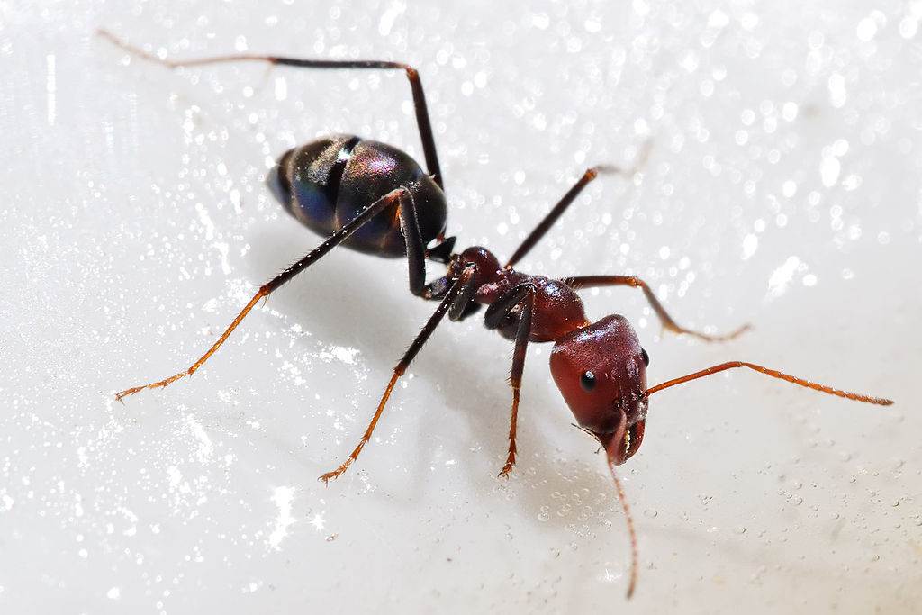 Pest Control in Mid-Missouri | Ants | Atkins