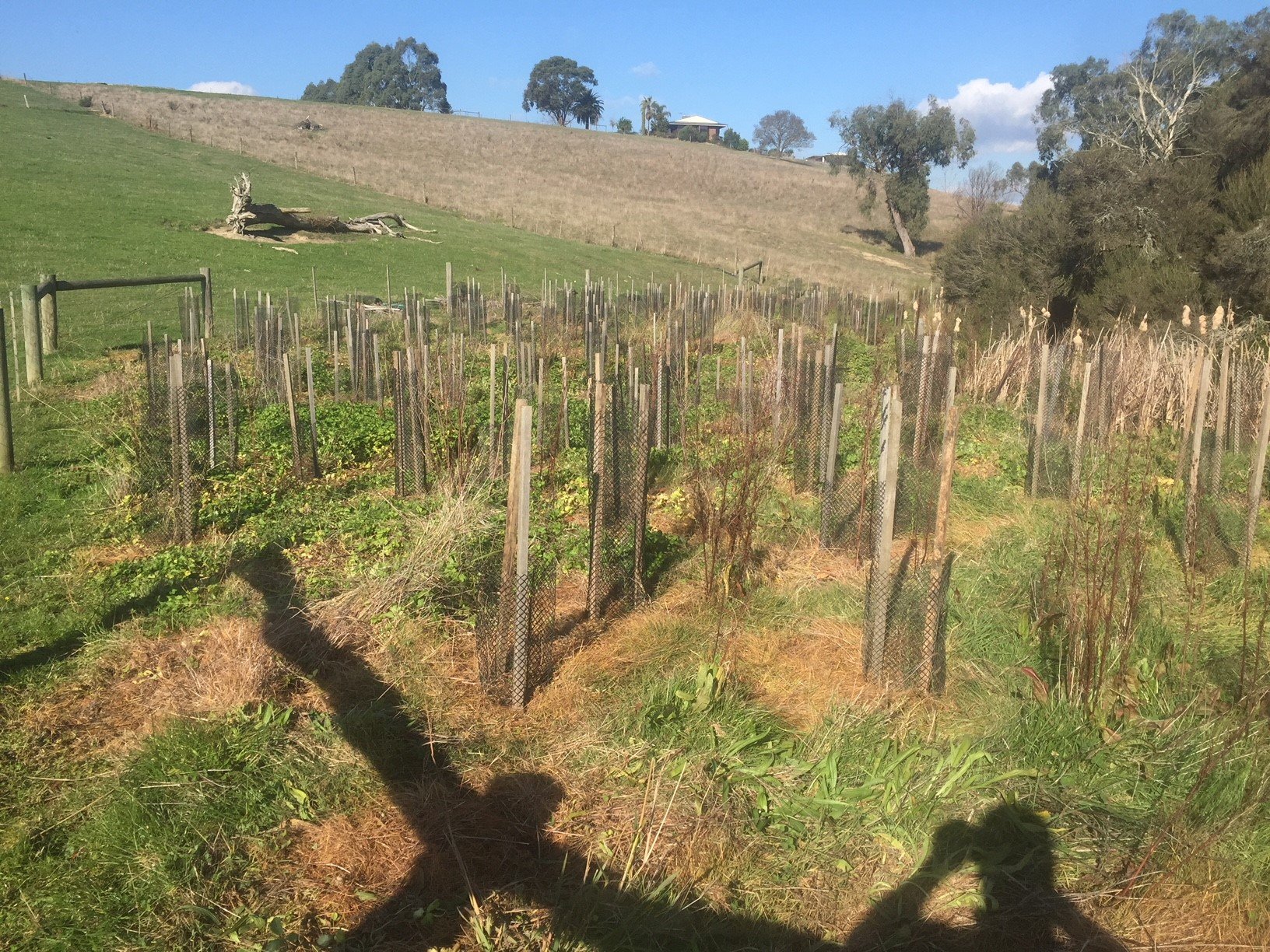 Revegetation in Victoria | Landlinks Environmental Services