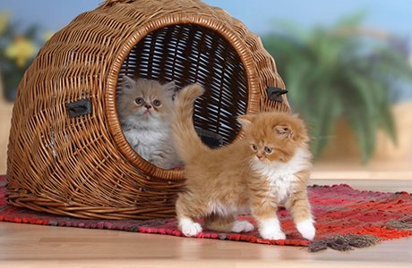 Caring cattery | Turnpike Boarding Kennels & Cattery