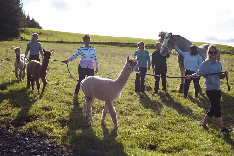 Alpaca trekking | Larch Green Alpacas