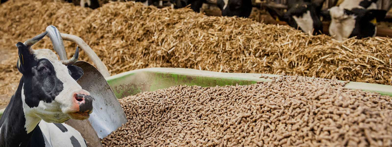 Alimentos balanceados para animales en General Manuel J. Campos con ...