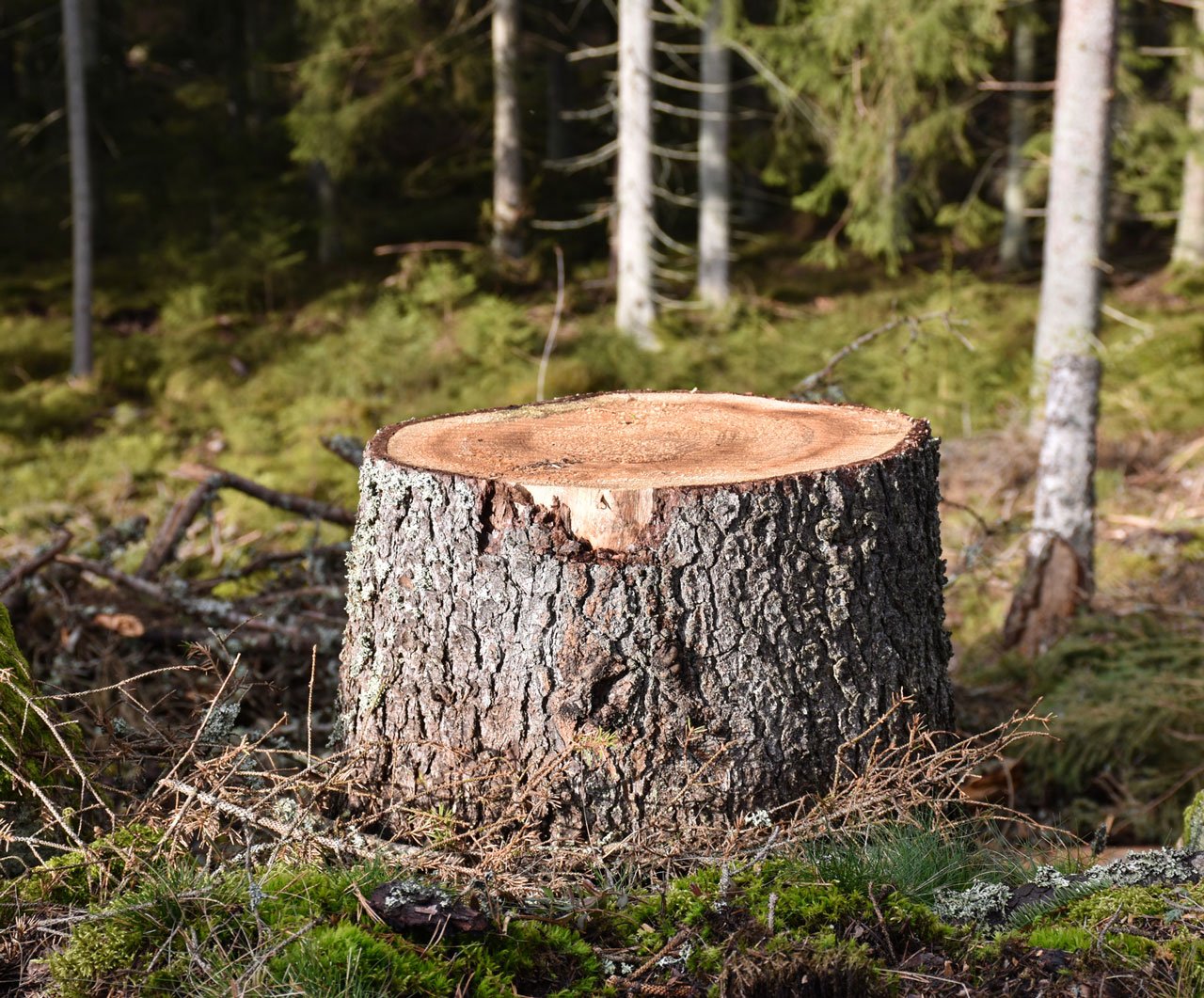 Stump Removal | Roanoke, VA | Jay's Tree Service