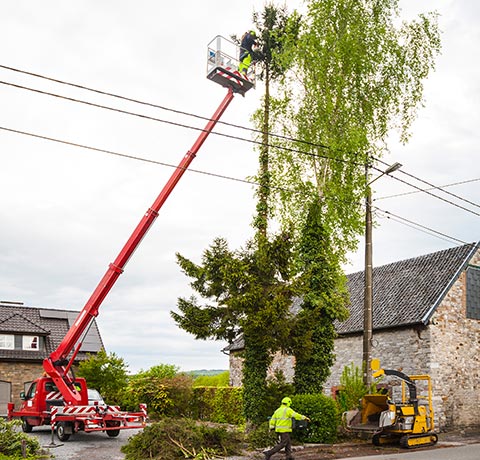 Tree Care Specialist | Roanoke, VA | Jay's Tree Service