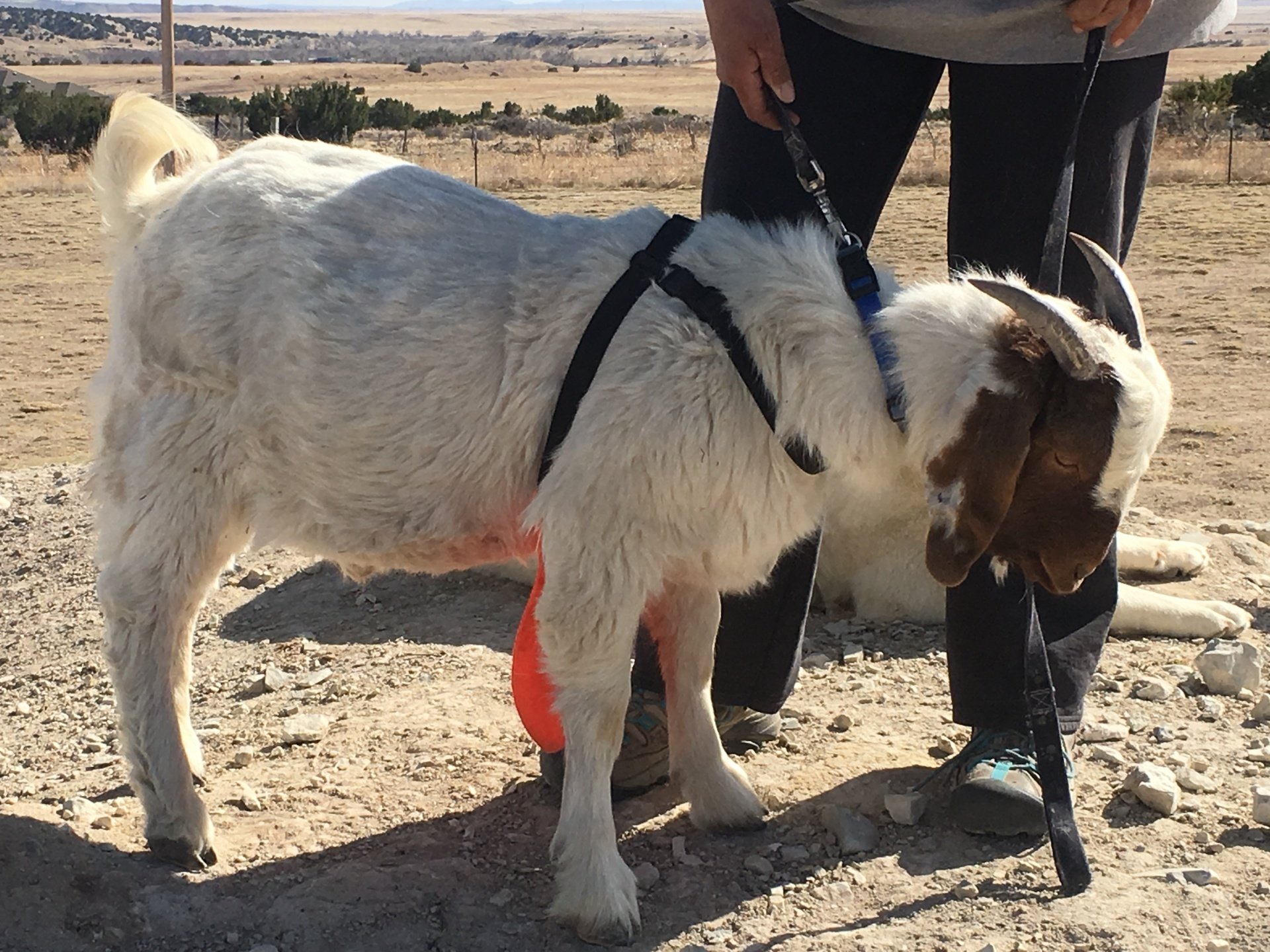 House of Bacchus Handmade Specialty Goat and Sheep Products