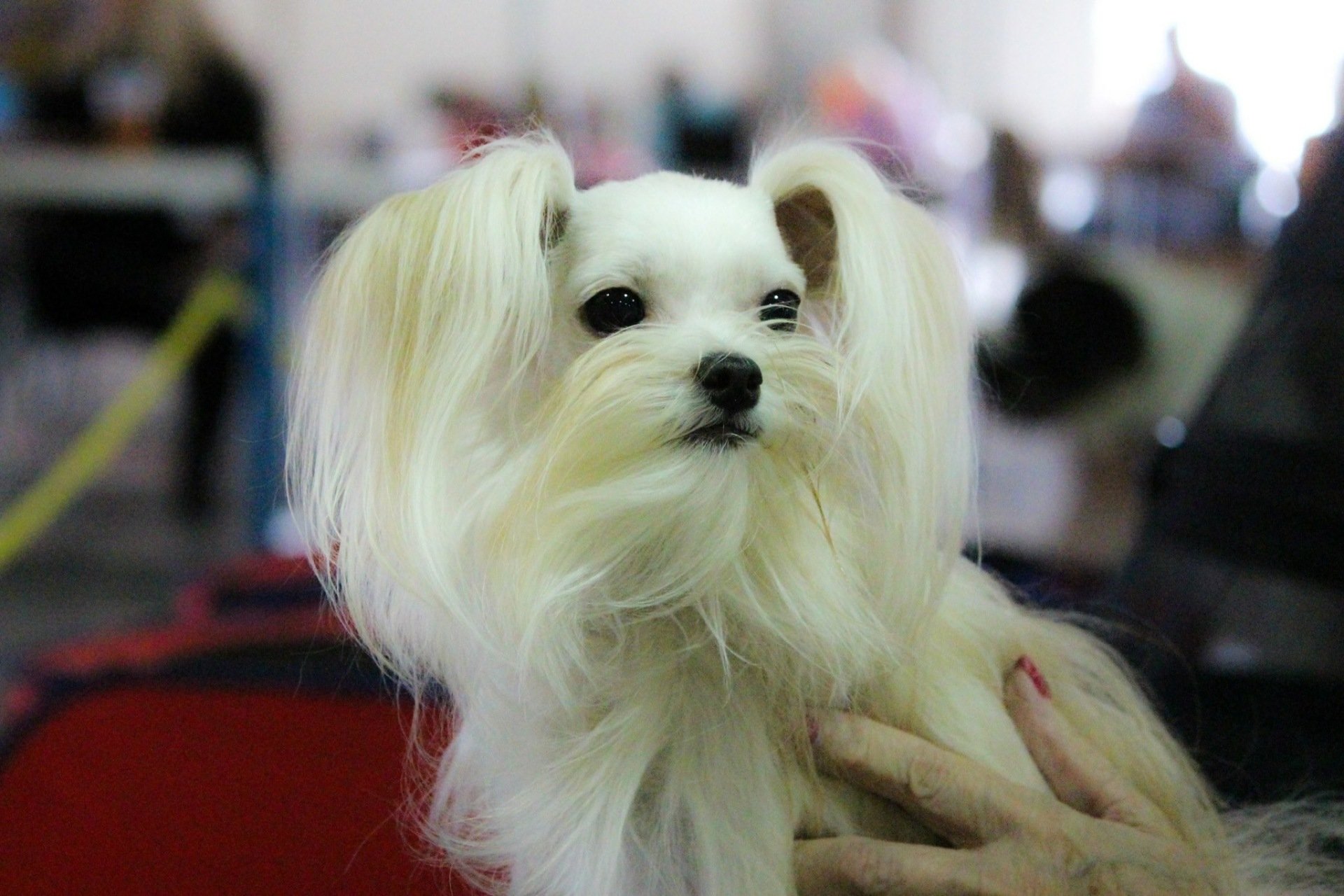 Mi-Ki Puppy Gallery- Rare Gem Mi-Kis