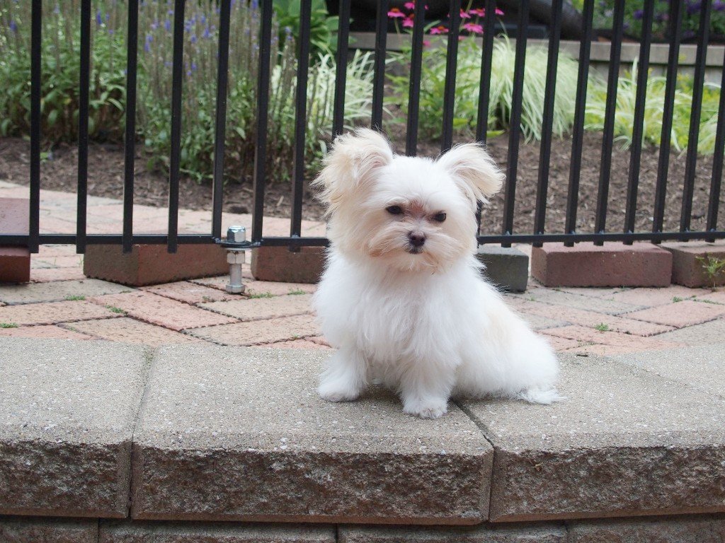 Miki.com | Mi-Ki Puppies for Sale | Rare Gem Mi-Kis