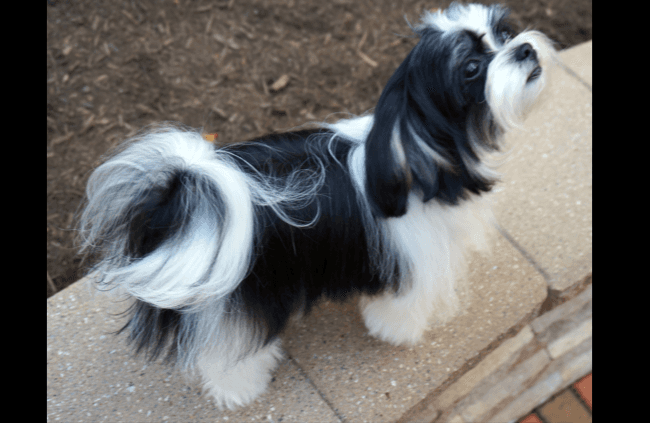 Miki.com | Mi-Ki Puppies for Sale | Rare Gem Mi-Kis