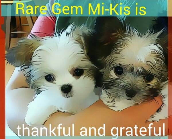 Miki.com | Mi-Ki Puppies for Sale | Rare Gem Mi-Kis