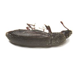 Manhattan Beach Pest Control & Exterminator Services | Griffin Pest ...