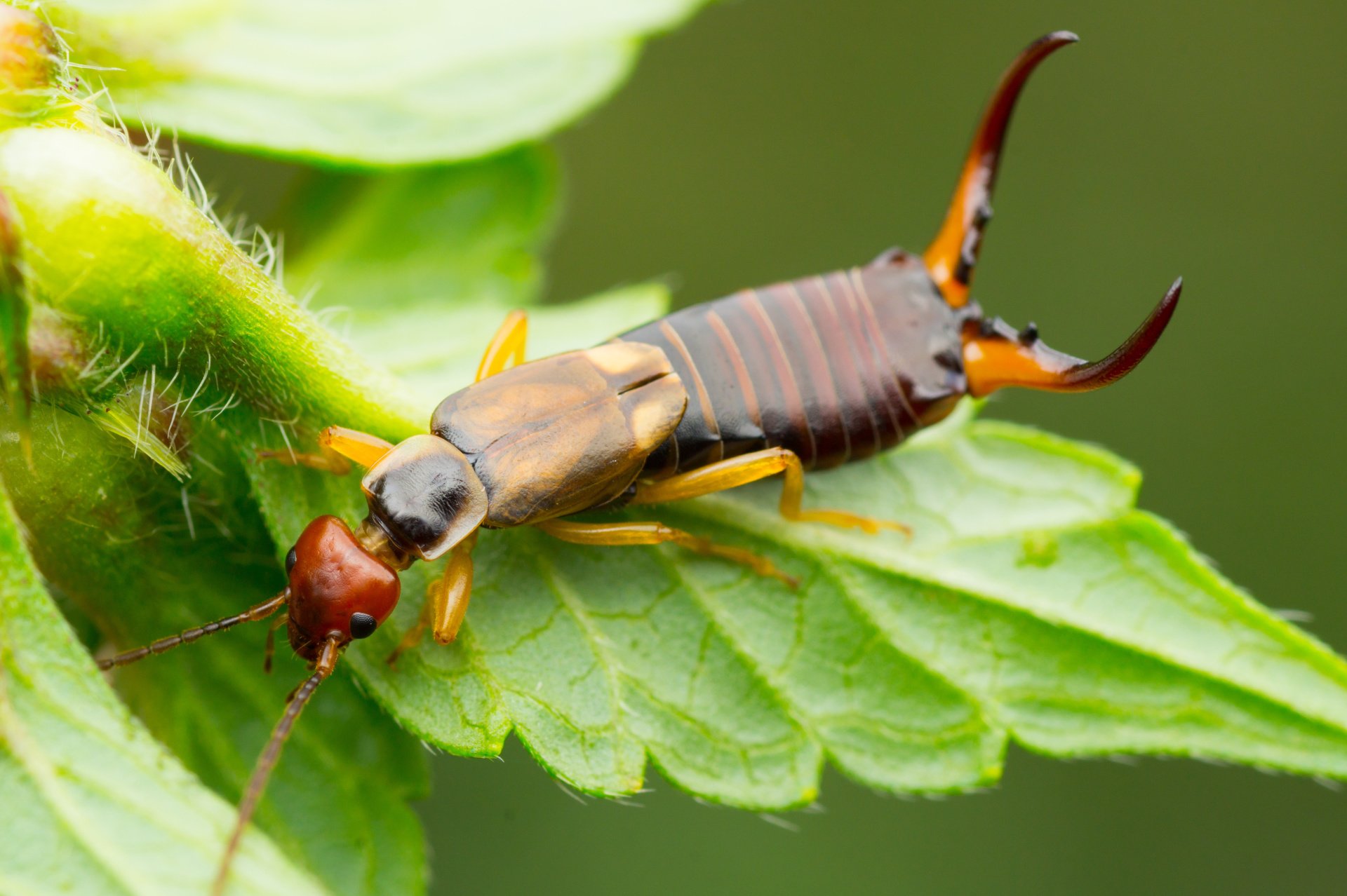Earwig Pest Control & Extermination | Los Angeles, Orange County, San ...