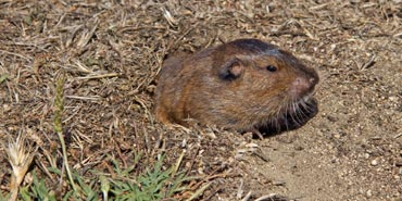 Burrowing Rodent Control | Los Angeles, Orange County, San Diego ...