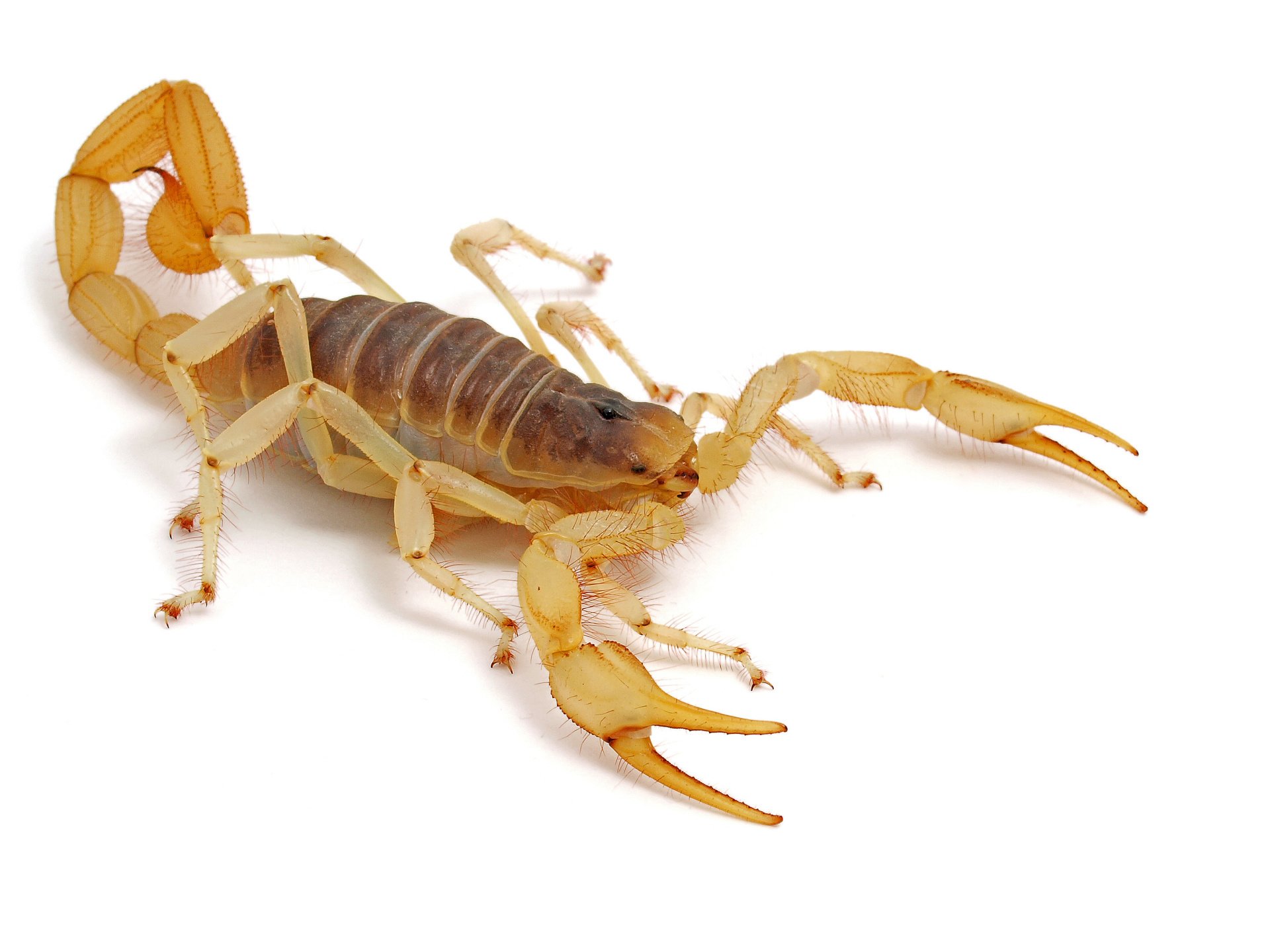 Scorpion Pest Control & Extermination | Los Angeles, Orange County, San ...
