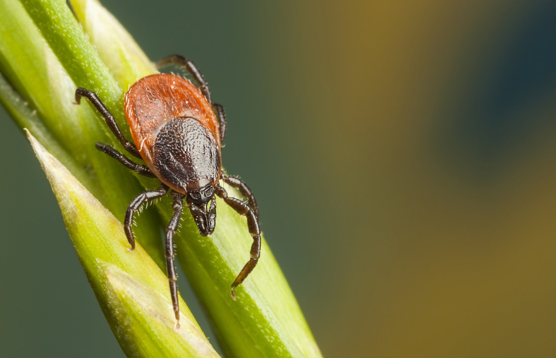 Tick Control & Tick Extermination | Los Angeles, Orange County, San ...