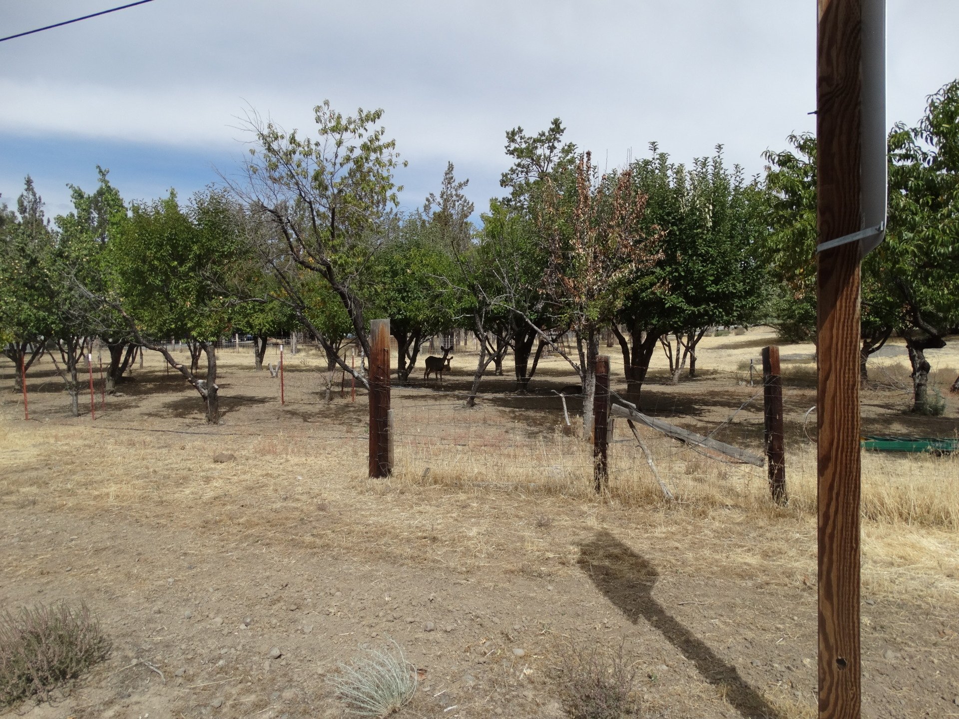 Rural Land for Sale | Undeveloped Property | Modoc Recreational Estates