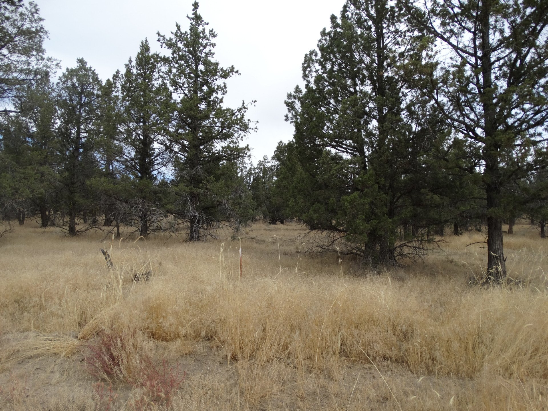 Rural Land for Sale | Undeveloped Property | Modoc Recreational Estates