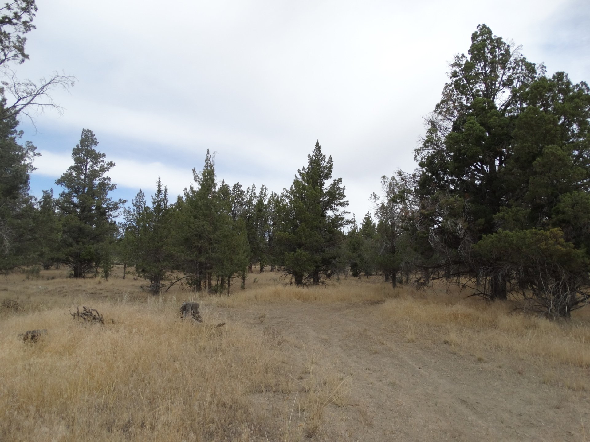 Rural Land for Sale | Undeveloped Property | Modoc Recreational Estates