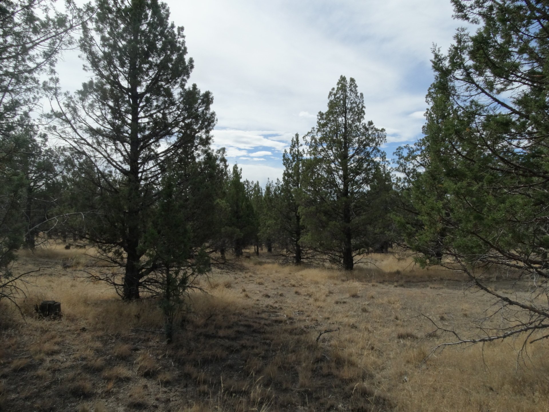 Rural Land for Sale | Undeveloped Property | Modoc Recreational Estates